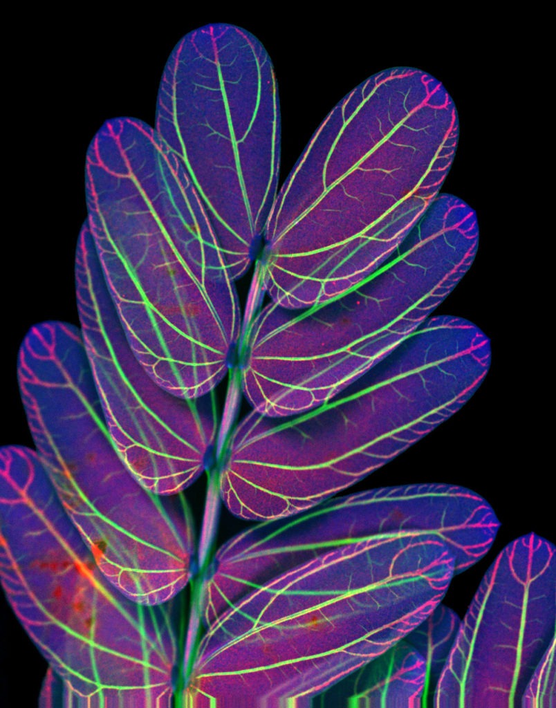 ATLAS Apex M micro XRF Spectrometer — IXRF Systems